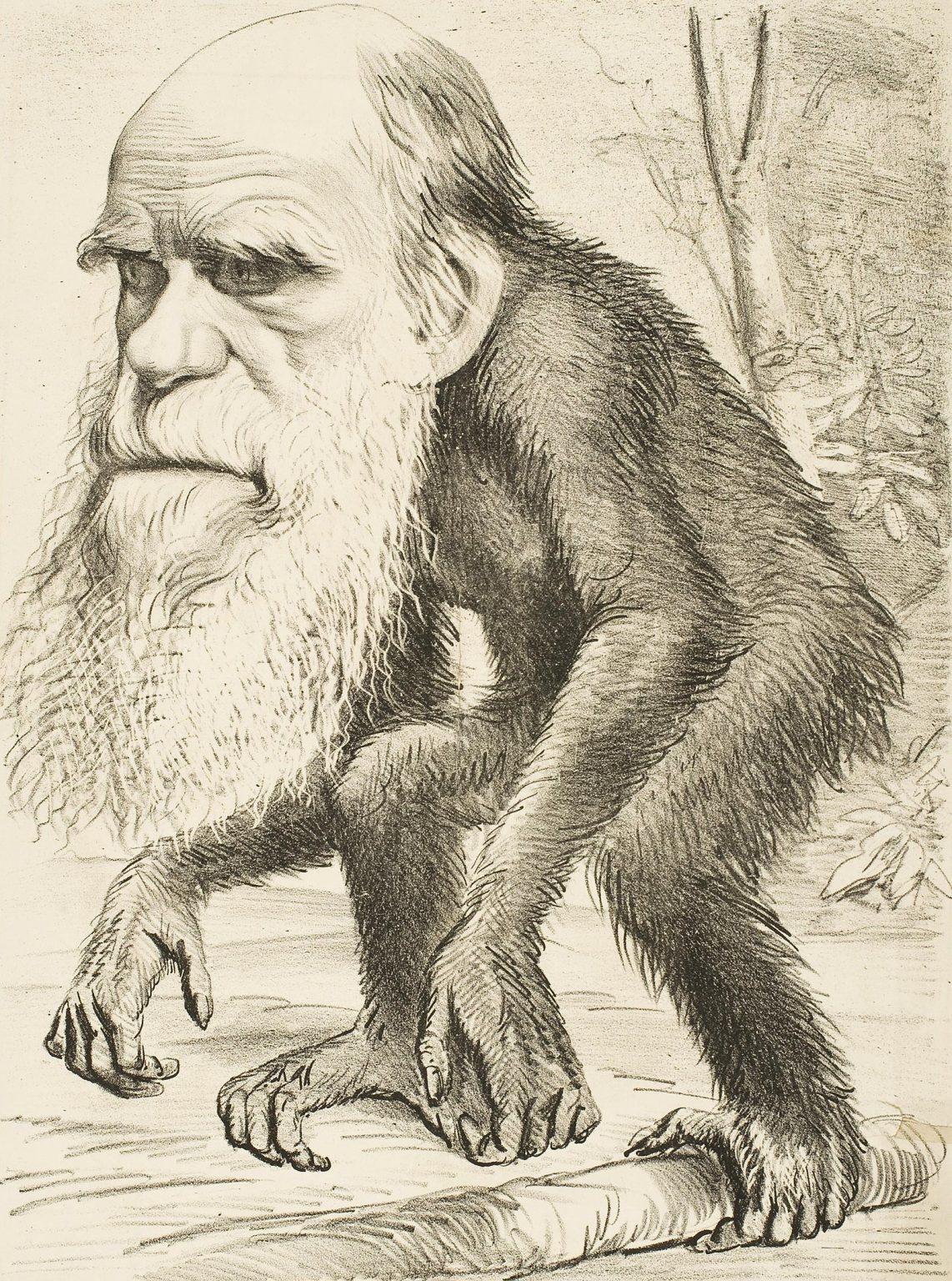 Charles Darwin and The Descent of Man - The School of Life